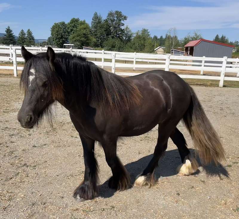 Small and Stout Smaller Black Gypsy Cob Gelding