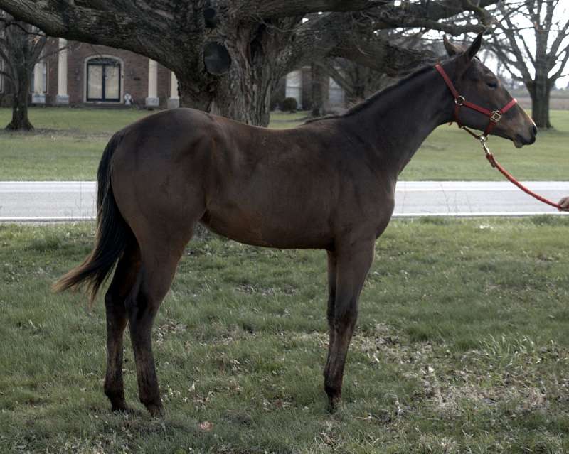 2024 Solid Bay APHA Filly- Miss Lena Star