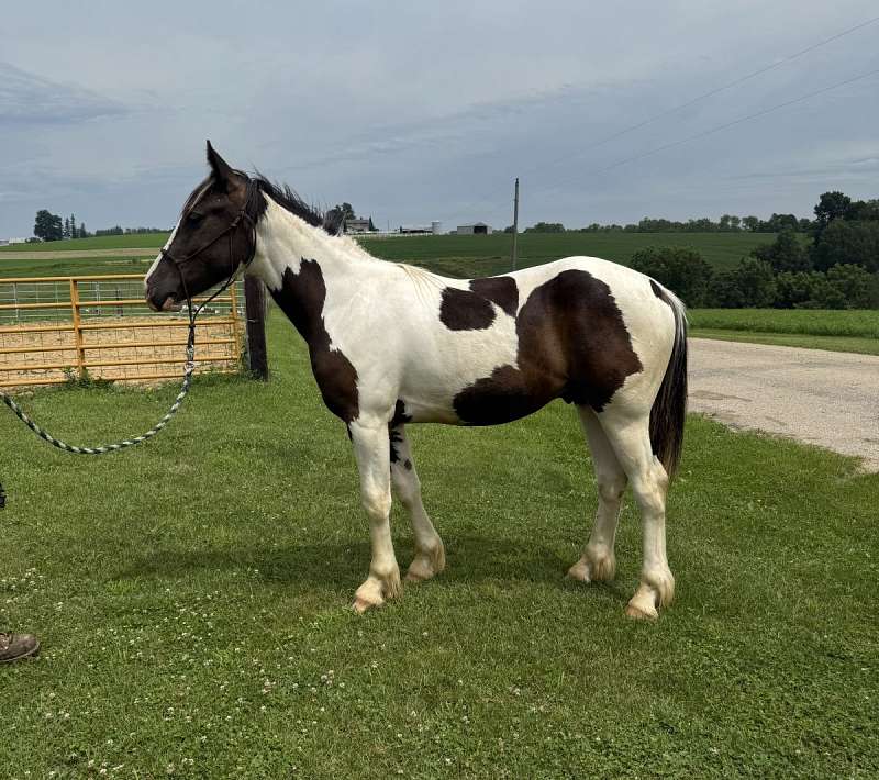 Handsome 2024 Gypsy Cross Tobiano Colt
