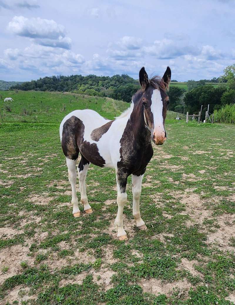 Handsome 2024 Gypsy Cross Tobiano Colt