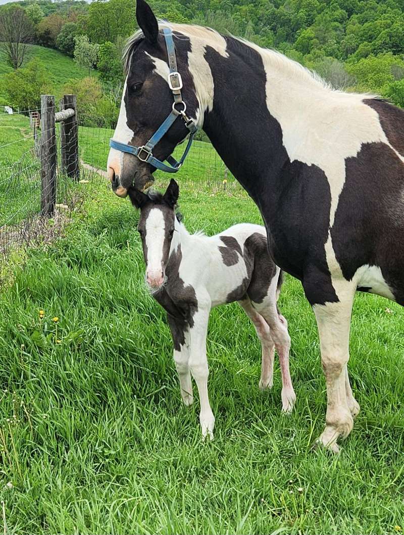 Handsome 2024 Gypsy Cross Tobiano Colt