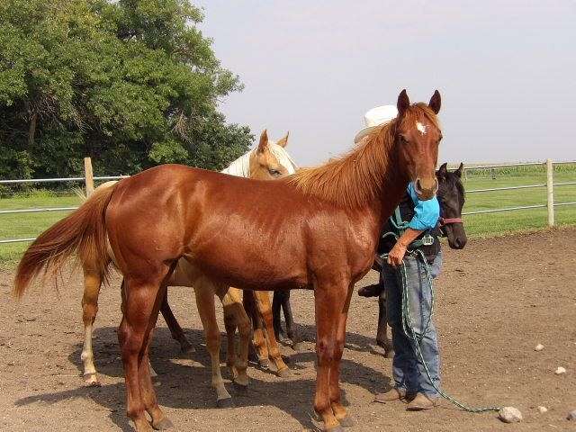 Sale Pending! Working Pedigree, Peptos Playboy, Peptoboonsmal & More