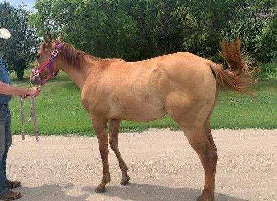 Sweet, Cute, Red Dun Filly With Working & Pretty Pedigree!