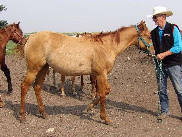 Sweet, Cute, Red Dun Filly With Working & Pretty Pedigree!