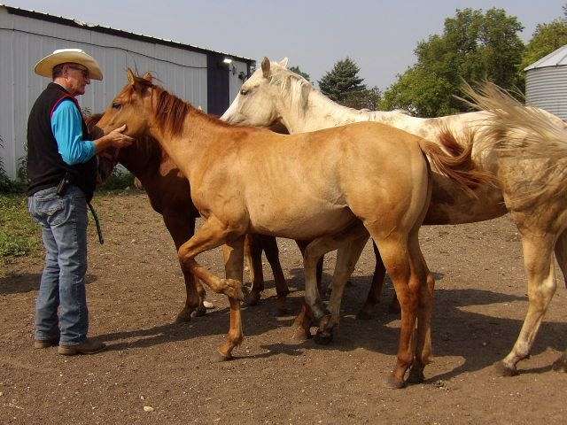 Sweet, Cute, Red Dun Filly With Working & Pretty Pedigree!