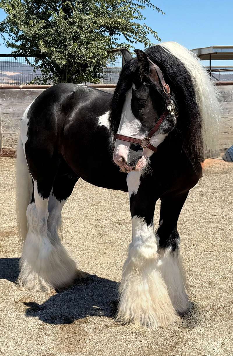 Sweet & Loving Gypsy Vanner Stallion "Seneca"