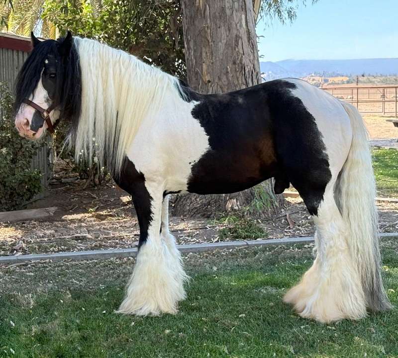 Sweet & Loving Gypsy Vanner Stallion "Seneca"
