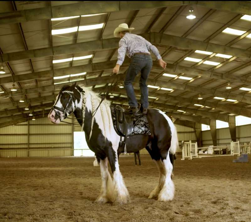 Sweet & Loving Gypsy Vanner Stallion "Seneca"