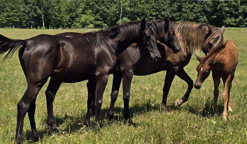 Tall Black Gaited Morgan Filly ~ Srr Luxury Trail Lines!