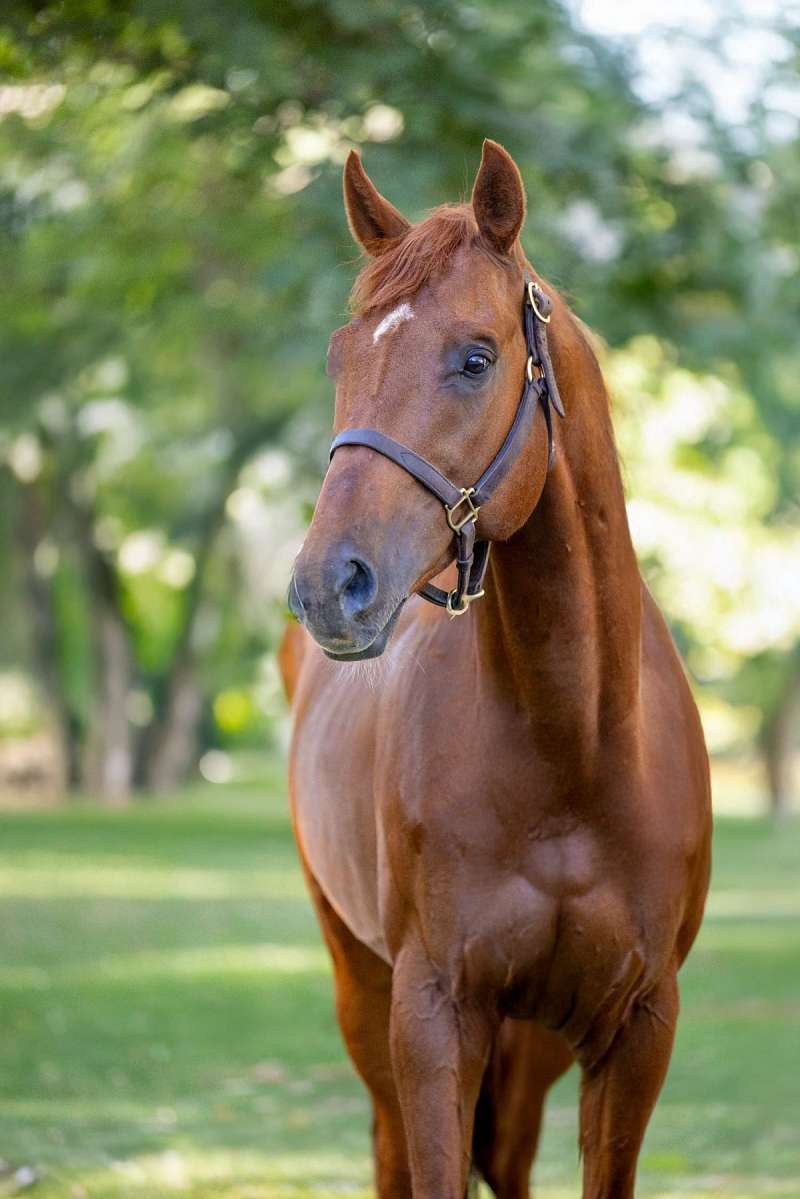 Infinite Experience - Registered TB - Amazing Pedigree