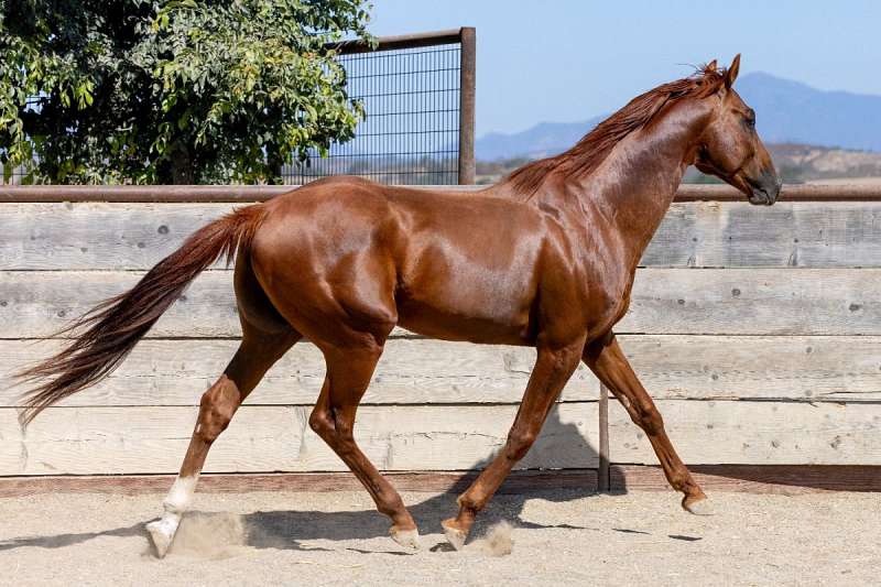 Infinite Experience - Registered TB - Amazing Pedigree