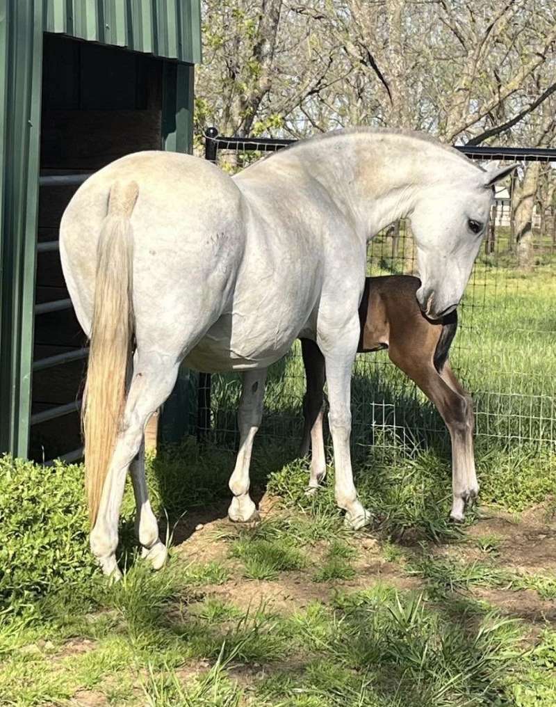 Statuesque P.R.E. Andalusian Broodmare