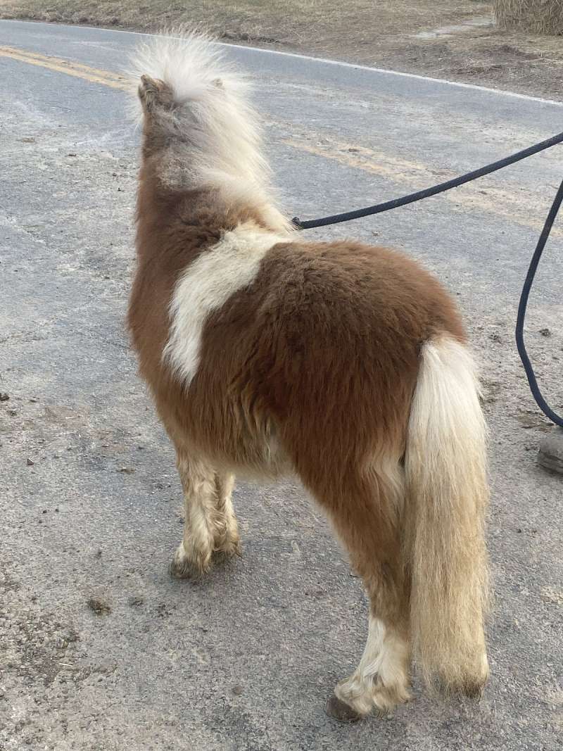 Cute Little Pinto Colt