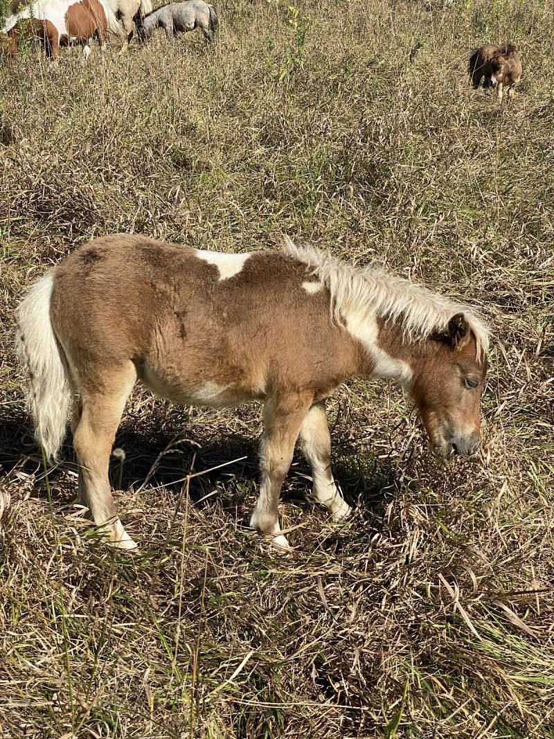 Cute Little Pinto Colt