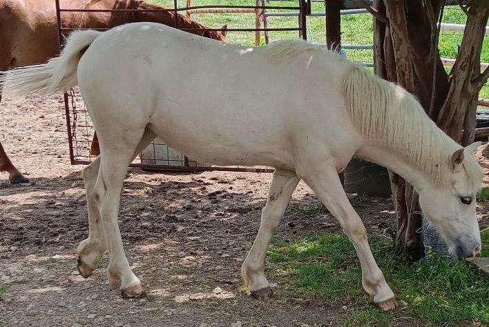 Reg 1/2 Welsh Palomino Filly