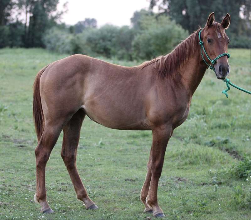 Look At This Beefcake! AQHA Red Dun Cow Reining Run Bred Filly