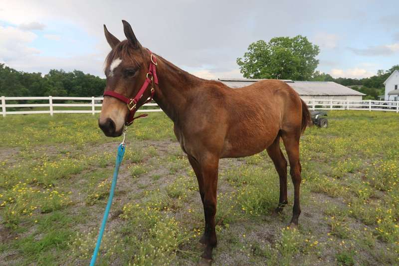 AQHA Buckskin Gelding