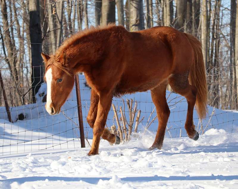 Darling Welsh Morgan Cross Filly, Promising Sport Pony!