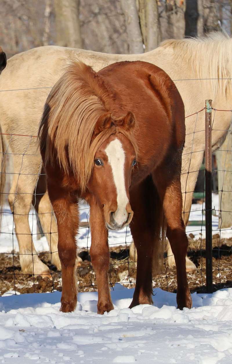 Darling Welsh Morgan Cross Filly, Promising Sport Pony!