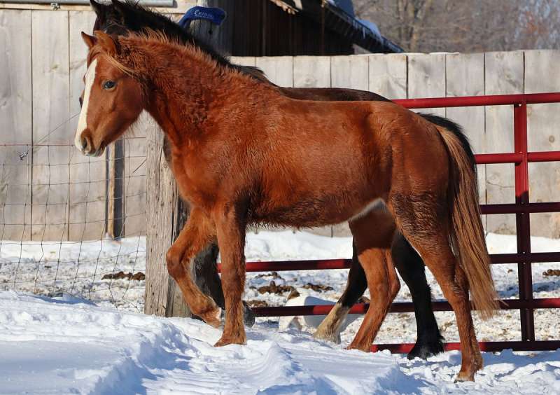 Darling Welsh Morgan Cross Filly, Promising Sport Pony!