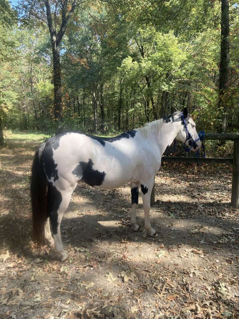 Paint Quarter Horse