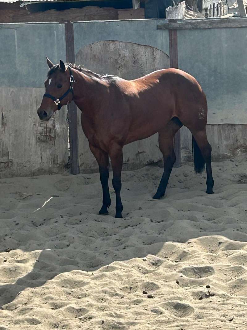 Stylin by the Bay 2013 APHA Mare Under Saddle