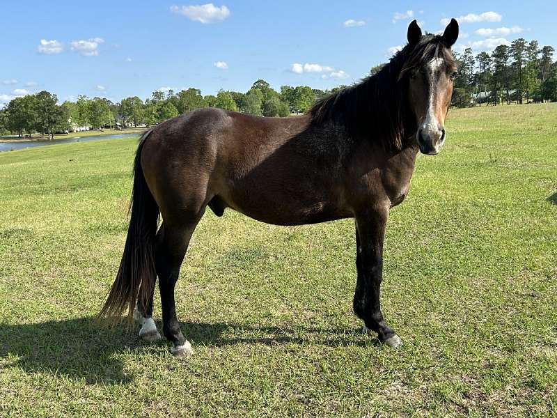 Morgan Trail Horse for Sale
