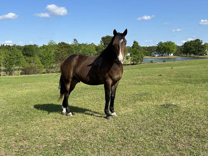 Morgan Trail Horse for Sale