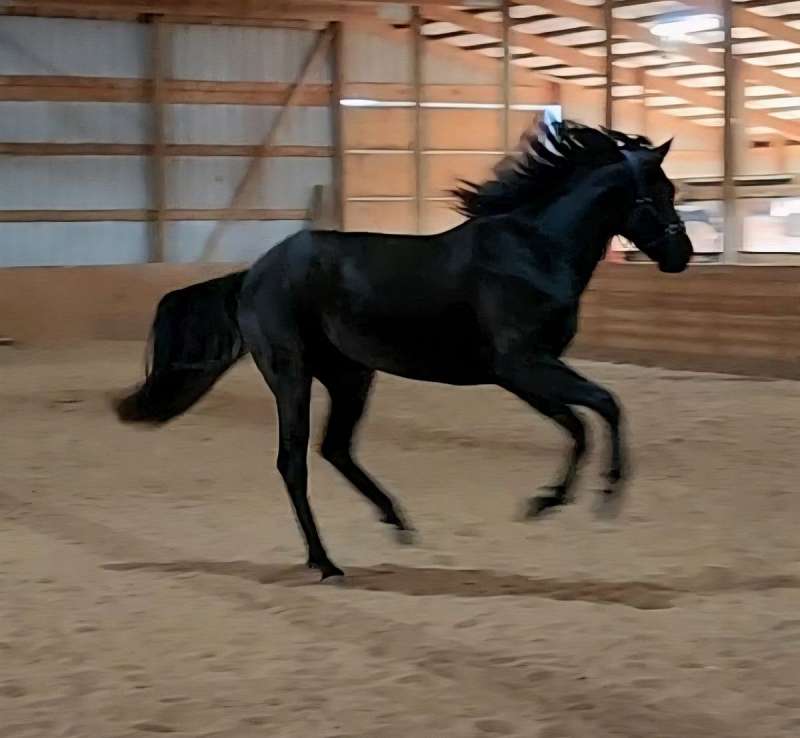 Gorgeous Black Bay Azteca Half Andalusian Filly