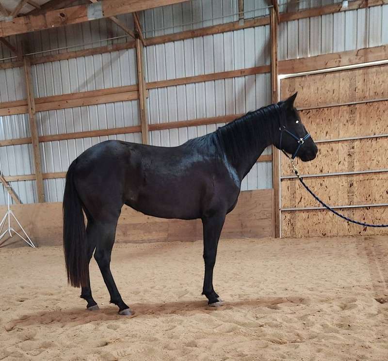 Gorgeous Black Bay Azteca Half Andalusian Filly