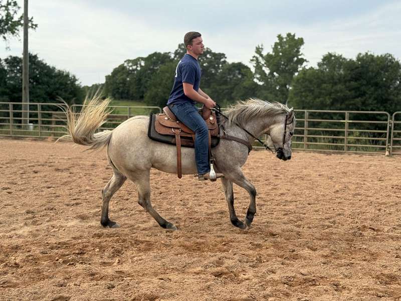 2020 AQHA Mare