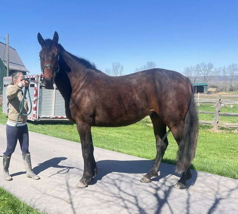 Homebred Iberian Cross Gelding - Sporthorse Prospect