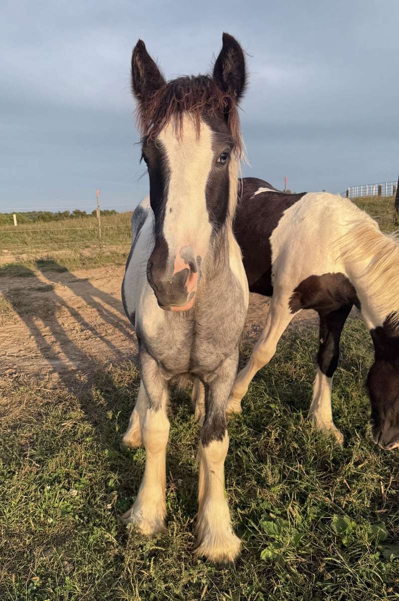 Handsome 2025 Blue Roan Tobiano