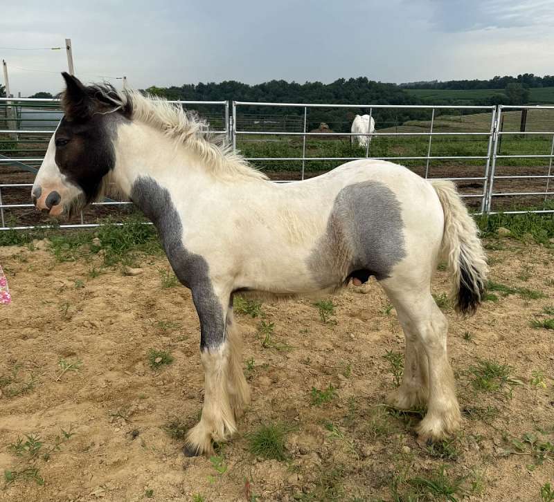 Handsome 2025 Blue Roan Tobiano