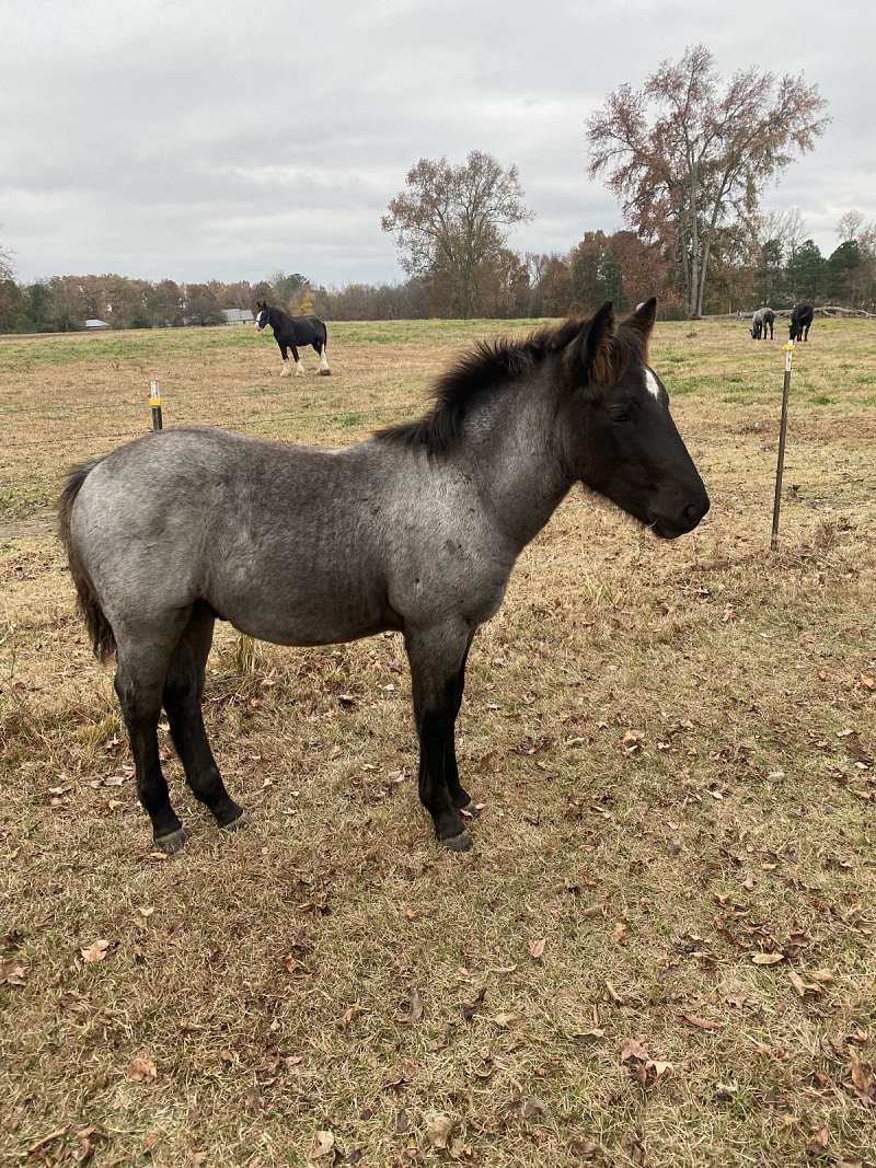 Flashy Super Gentle True Blue Roan!
