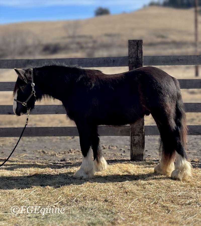 GVHS Black Gypsy Vanner Gelding