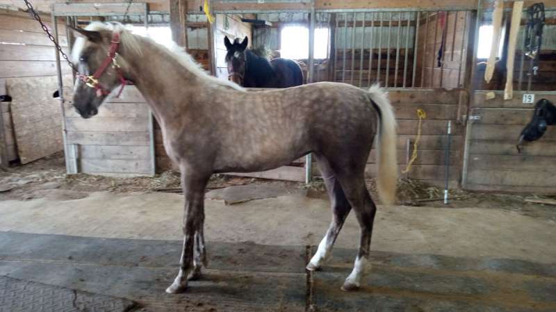 6 Month Old TWHBEA Palomino Filly With White Blaze