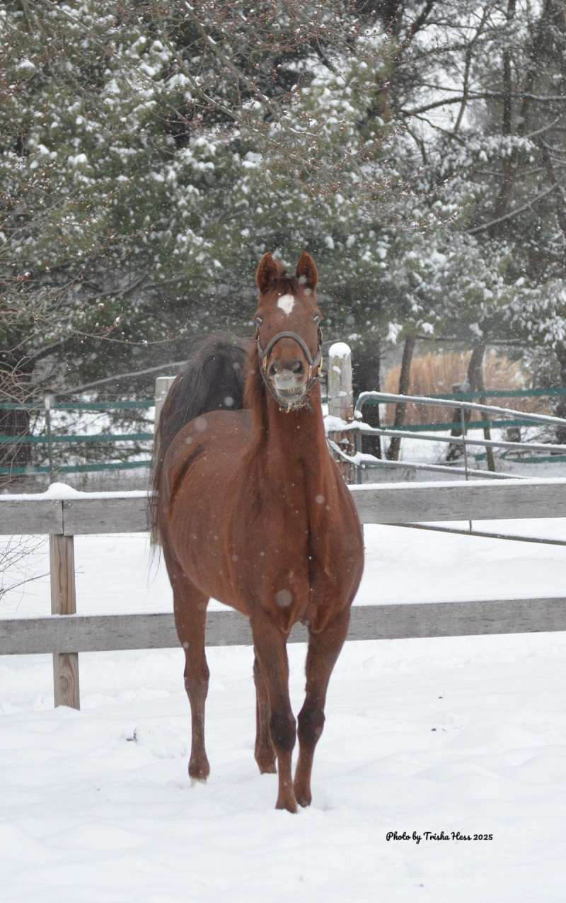 Well Bred Registered Morgan Mare