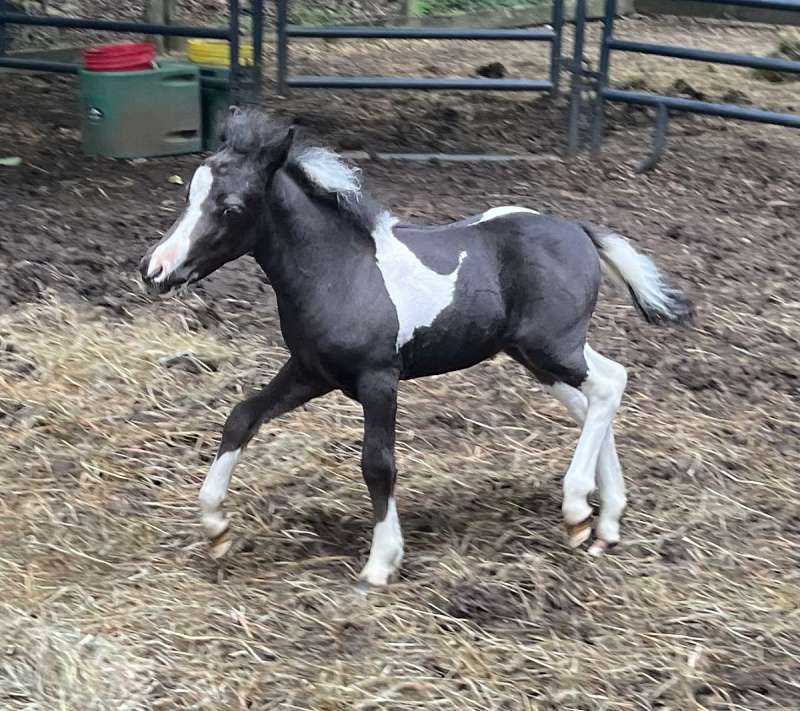 Triple Registered 100% Falabella Stallion for Sale