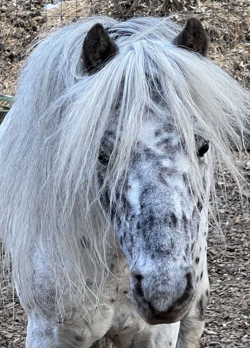 Triple Registered 100% Falabella Stallion for Sale