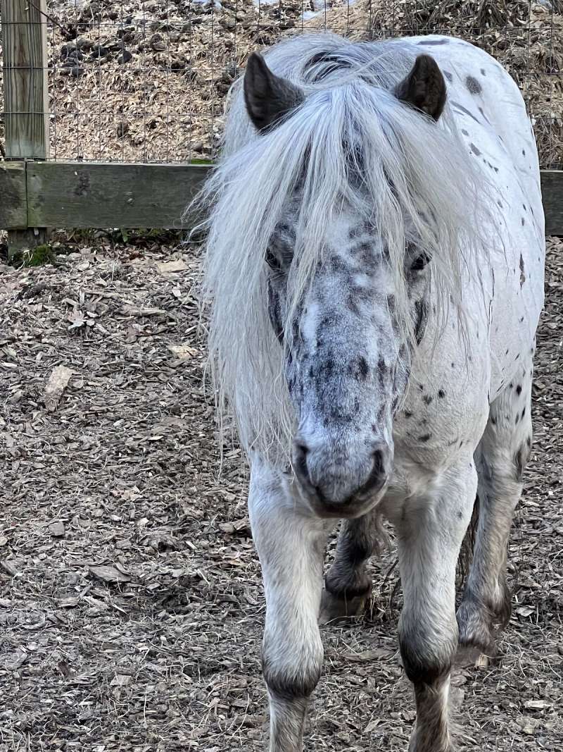 Triple Registered 100% Falabella Stallion for Sale