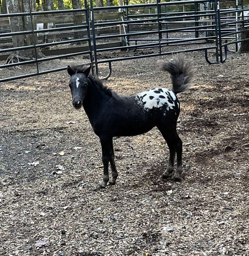 Triple Registered 100% Falabella Stallion for Sale