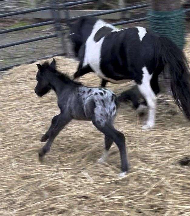 Triple Registered 100% Falabella Stallion for Sale