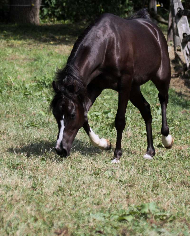 Straight Egyptian Black Colt