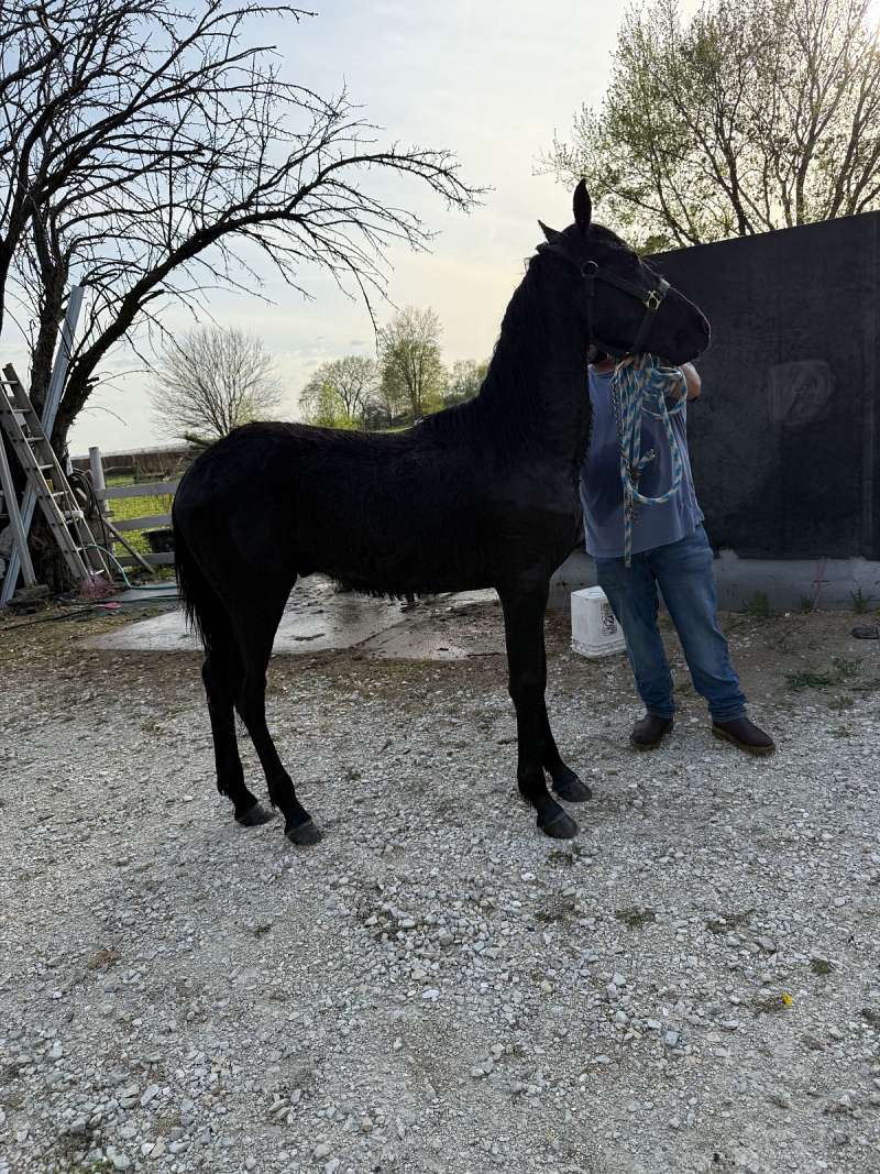 EquineNow Horses for Sale