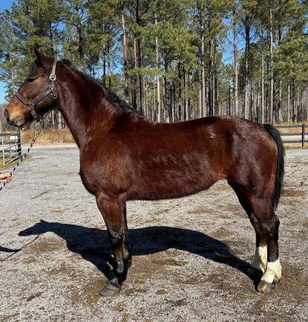Bay Draft Cross Mare