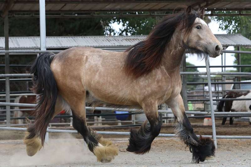 Adorable Buckskin Lp Gypsy Filly