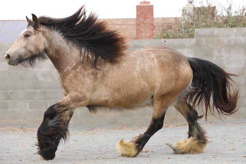Adorable Buckskin Lp Gypsy Filly