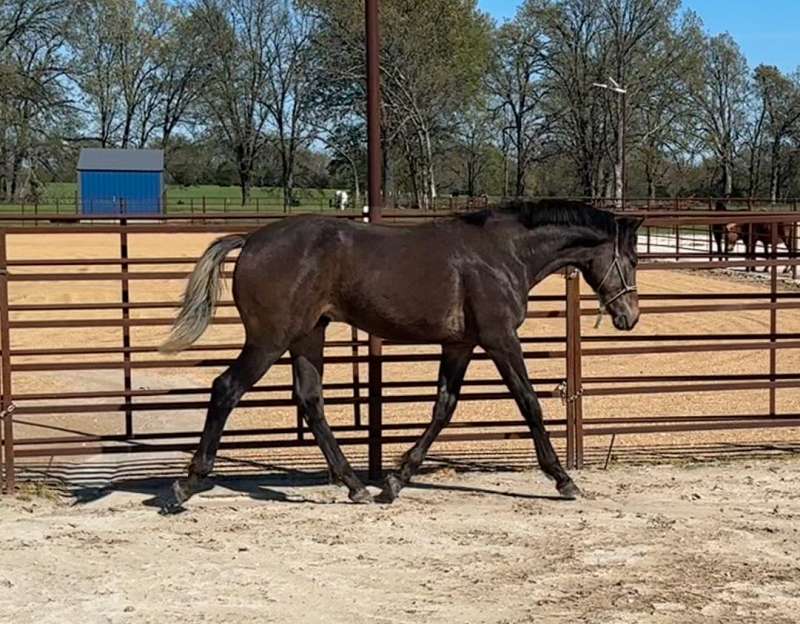 2024 Connemara/TB Gelding