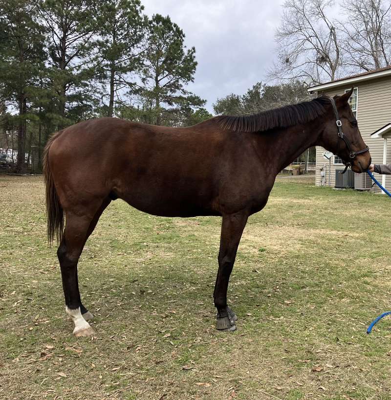 Champagne Toast (2018 OTTB)